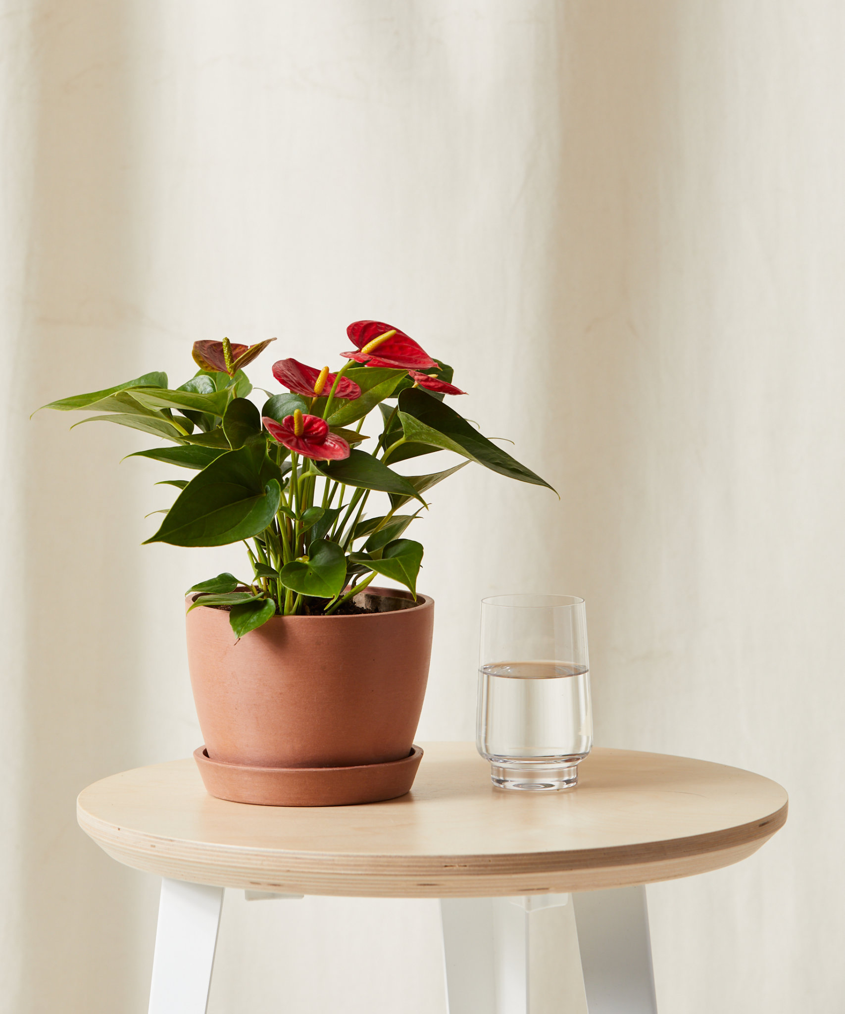 Pothos 101: How to Care for Pothos | Bloomscape