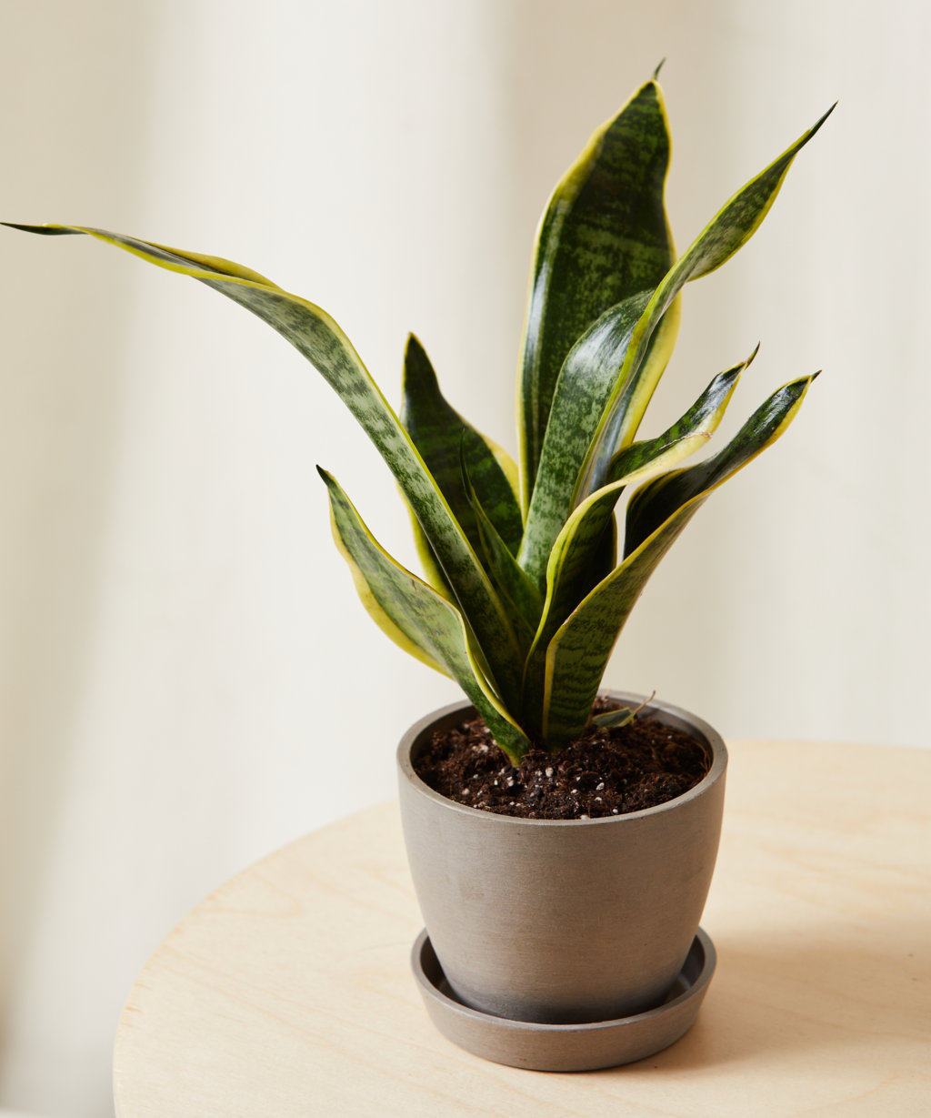 Buy Potted Snake Plant Indoor Plant | Bloomscape