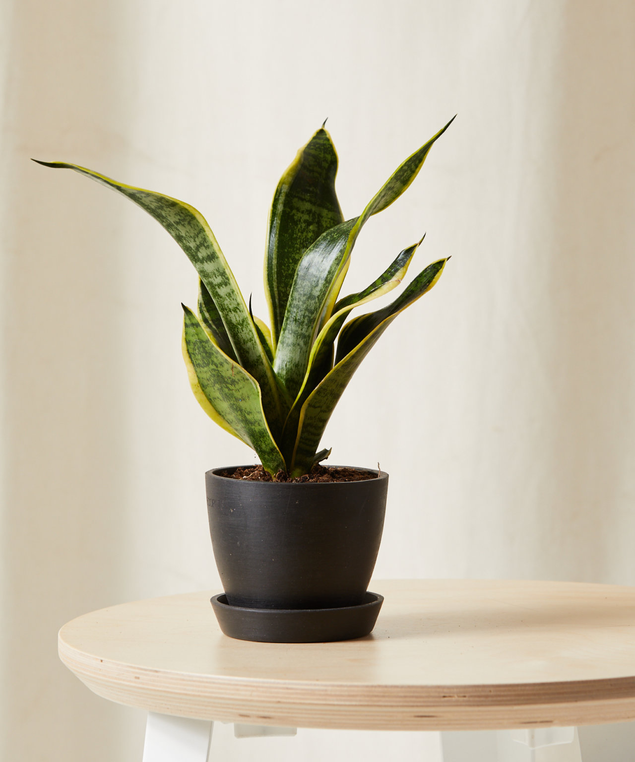 Buy Potted Snake Plant Indoor Plant | Bloomscape
