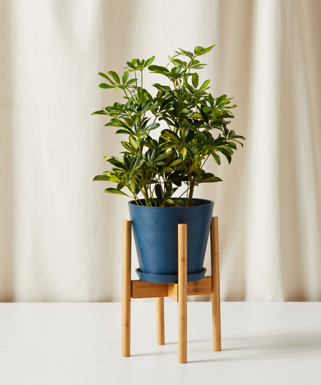 Buy Potted Variegated Schefflera Indoor Plant | Bloomscape