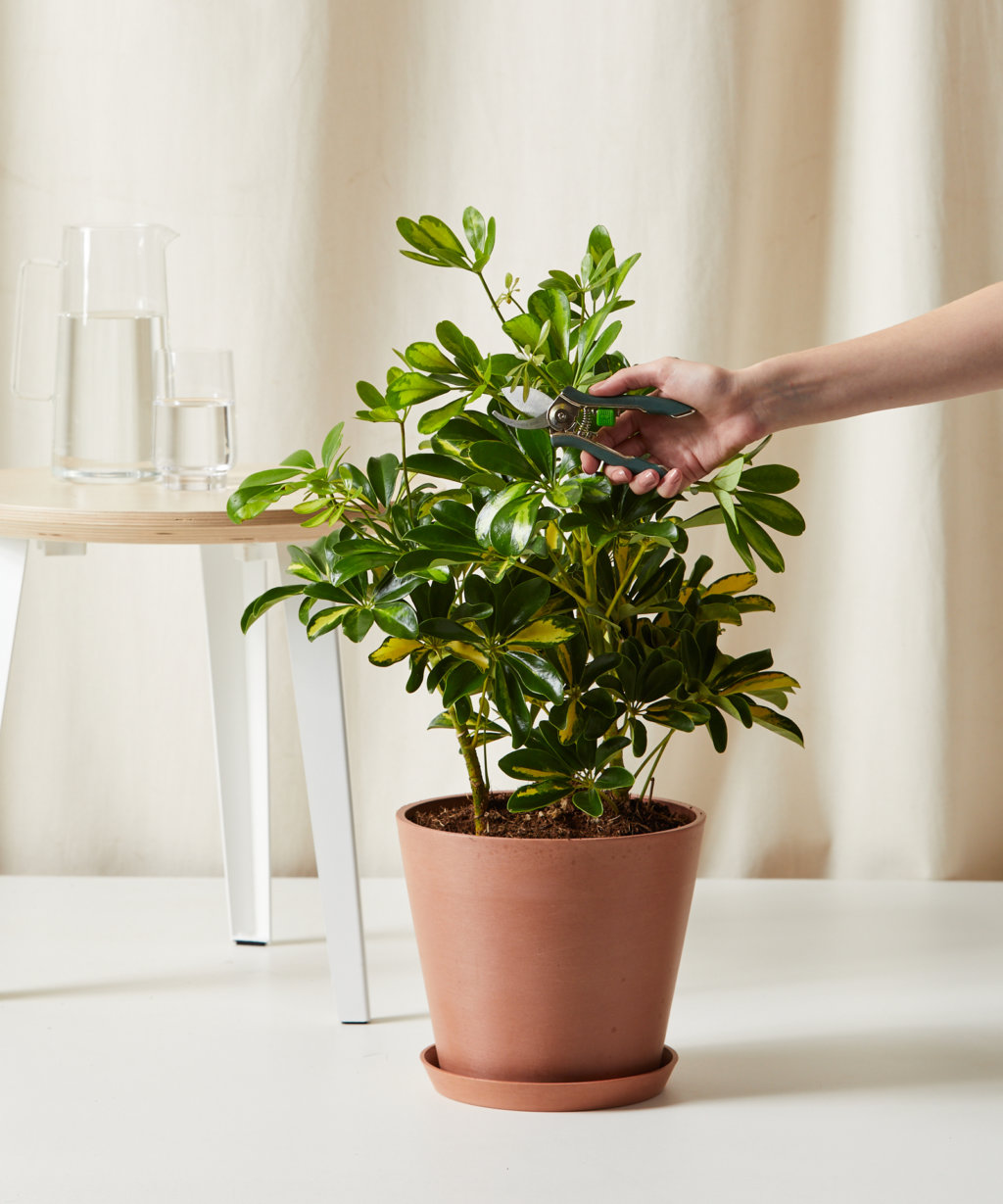 Buy Potted Variegated Schefflera Indoor Plant | Bloomscape