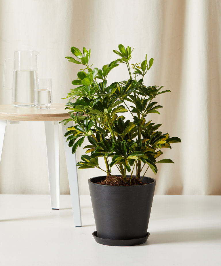 GIANT Indoor Plants - XL, XXL, Tree-Size | Bloomscape