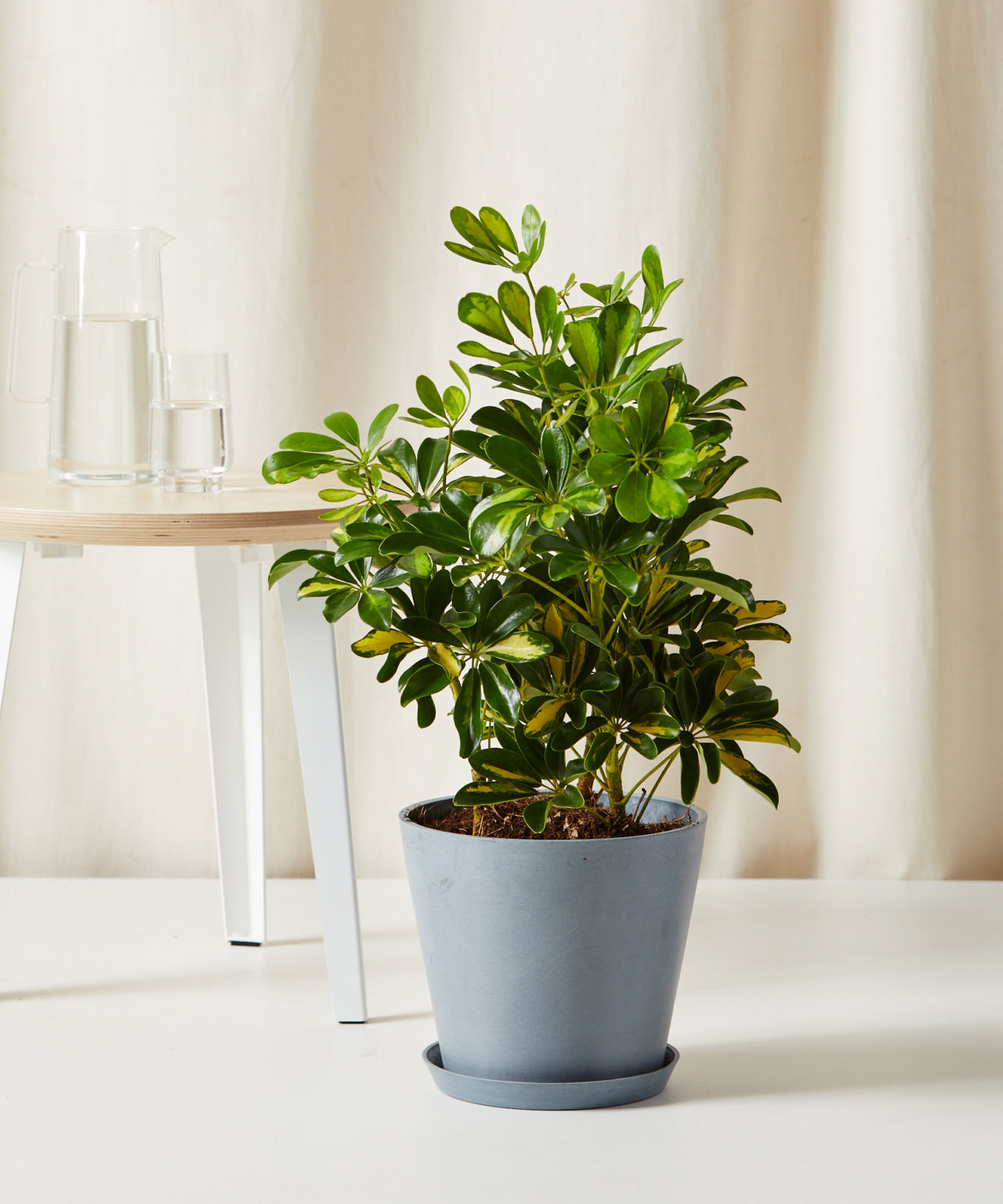 Buy Potted Variegated Schefflera Indoor Plant | Bloomscape