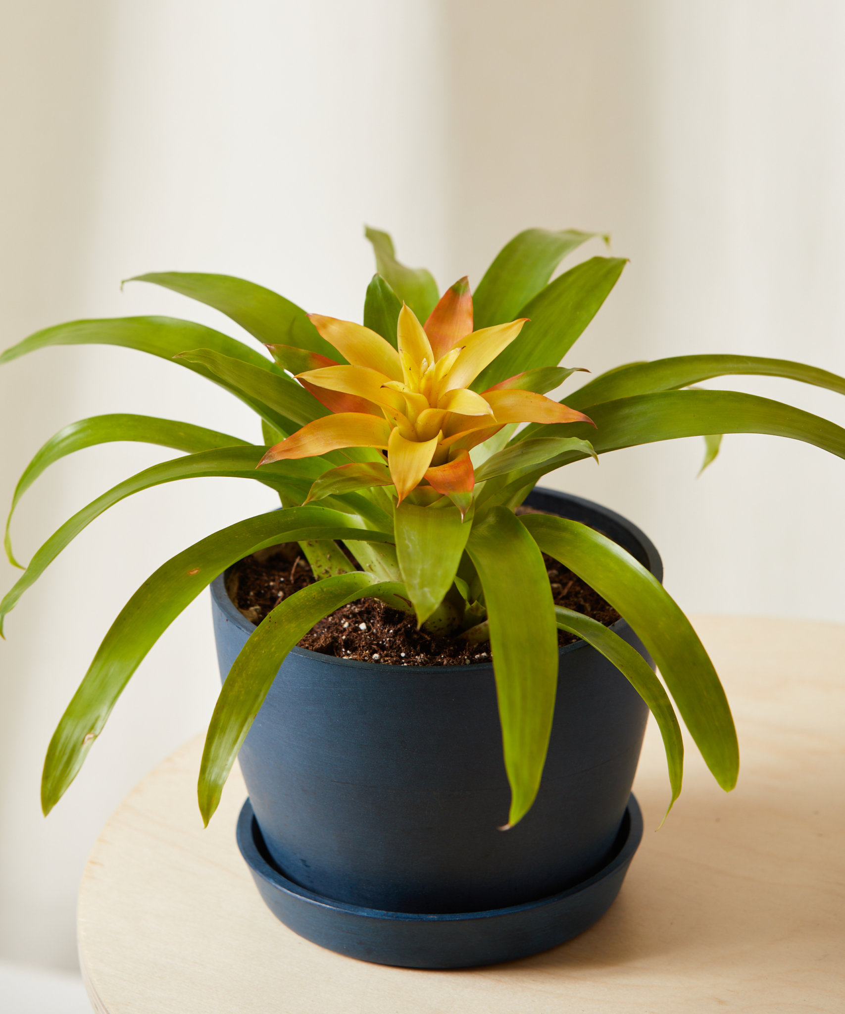 Buy Potted Bromeliad Yellow Indoor Plant | Bloomscape