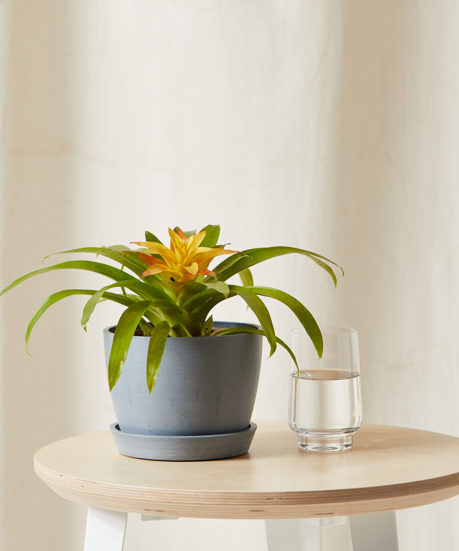 Buy Potted Bromeliad Yellow Indoor Plant | Bloomscape