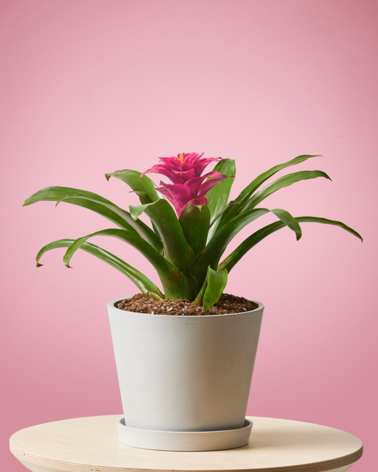 Buy Potted Bromeliad Yellow Indoor Plant | Bloomscape