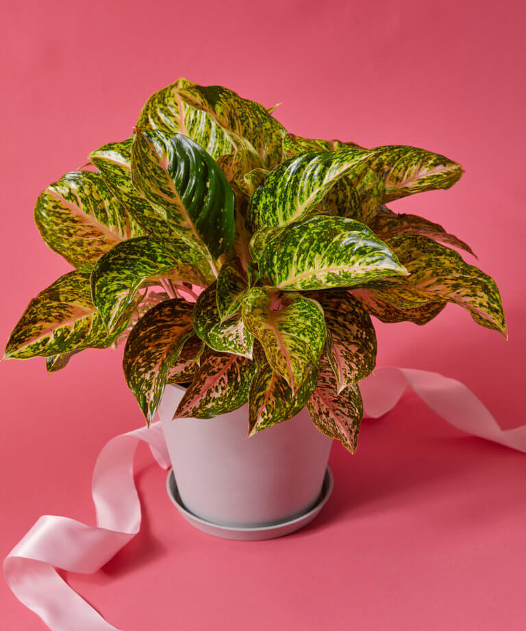 GIANT Indoor Plants - XL, XXL, Tree-Size | Bloomscape