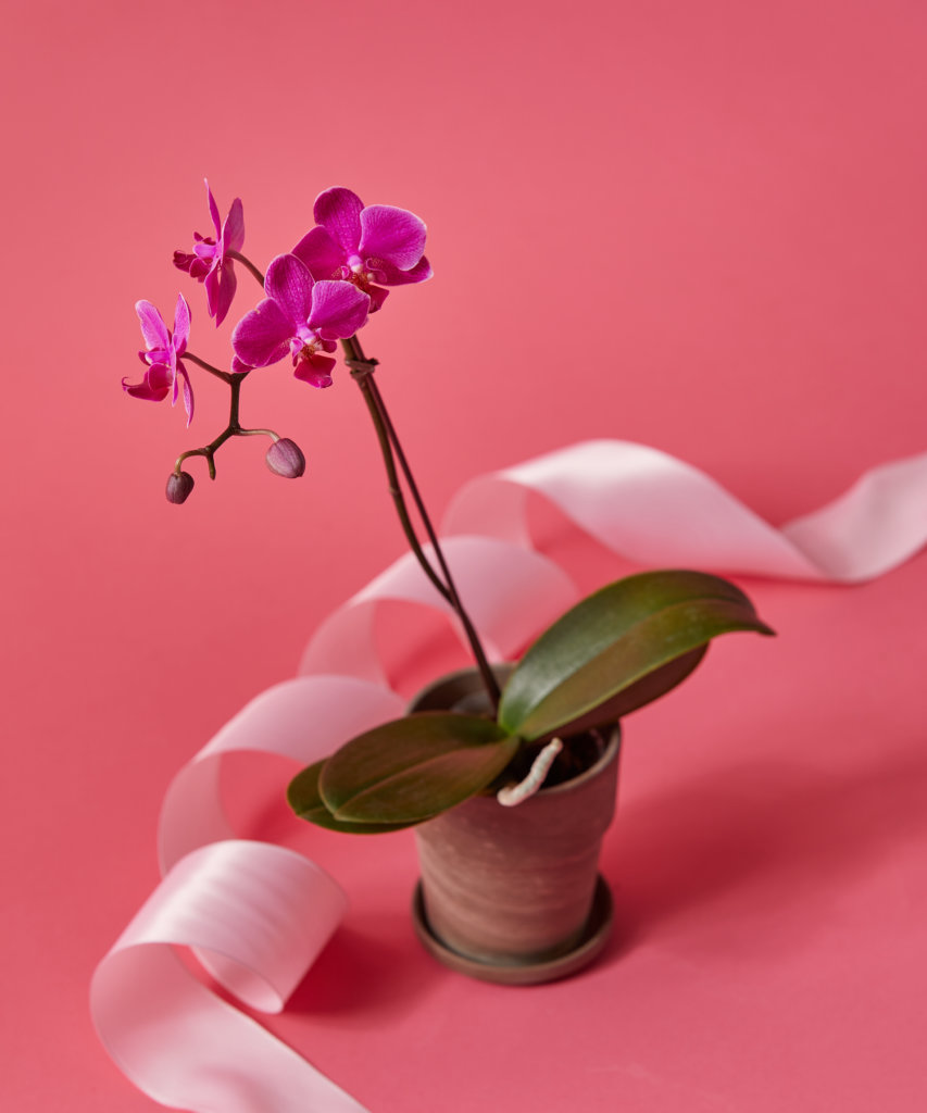 Pilea 101: How to Care for Pileas | Bloomscape