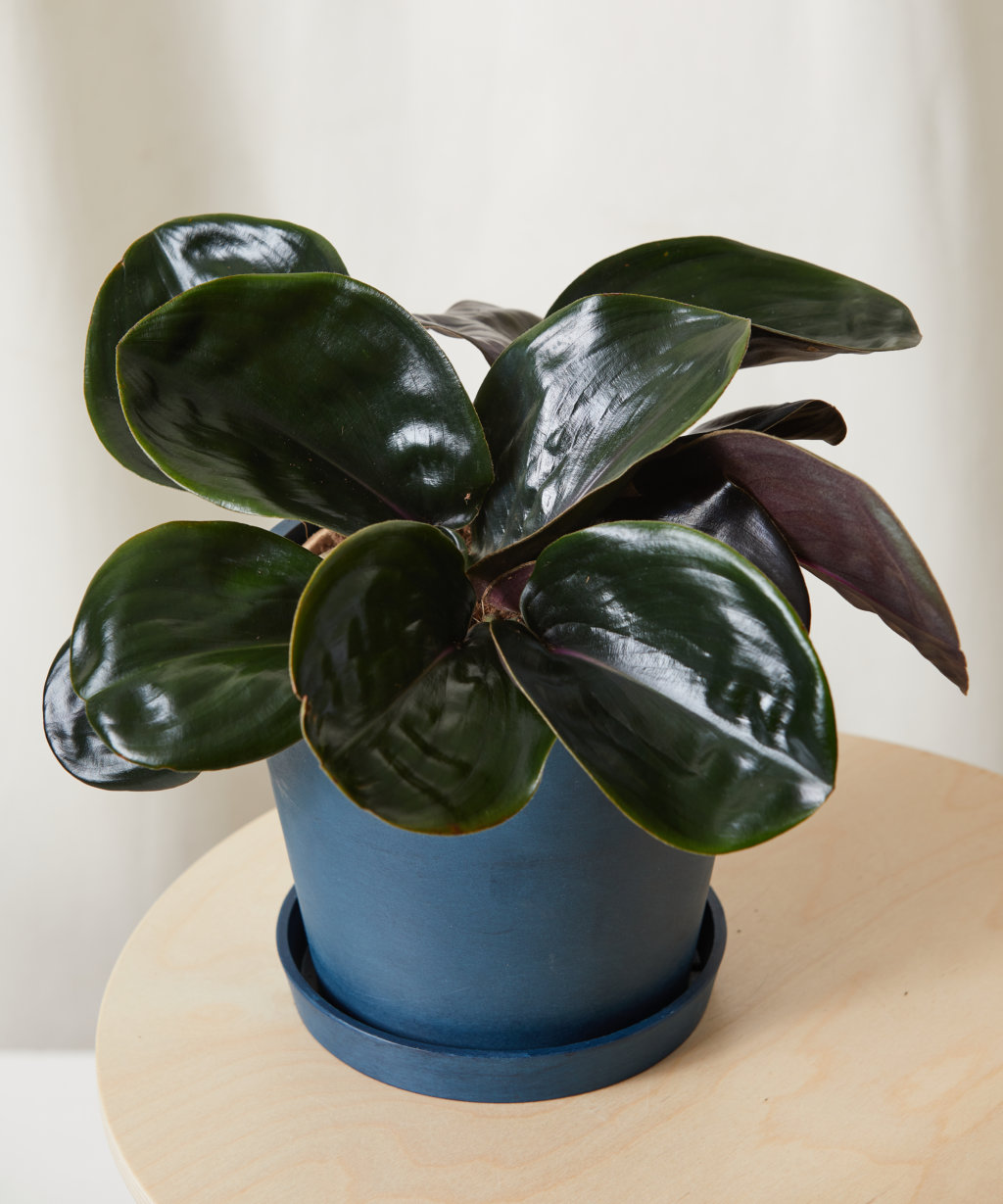 Buy Potted Geo Plant Indoor Plant | Bloomscape