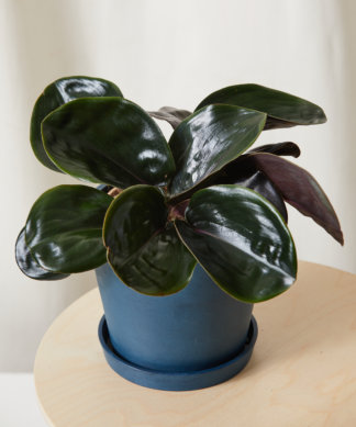 Buy Potted Geo Plant Indoor Plant | Bloomscape