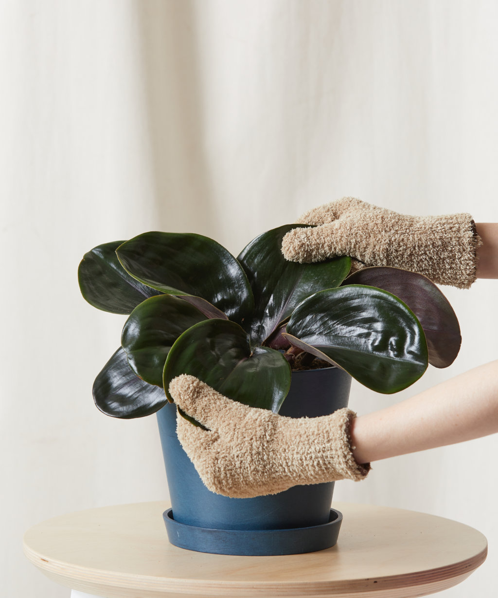 Buy Potted Geo Plant Indoor Plant | Bloomscape