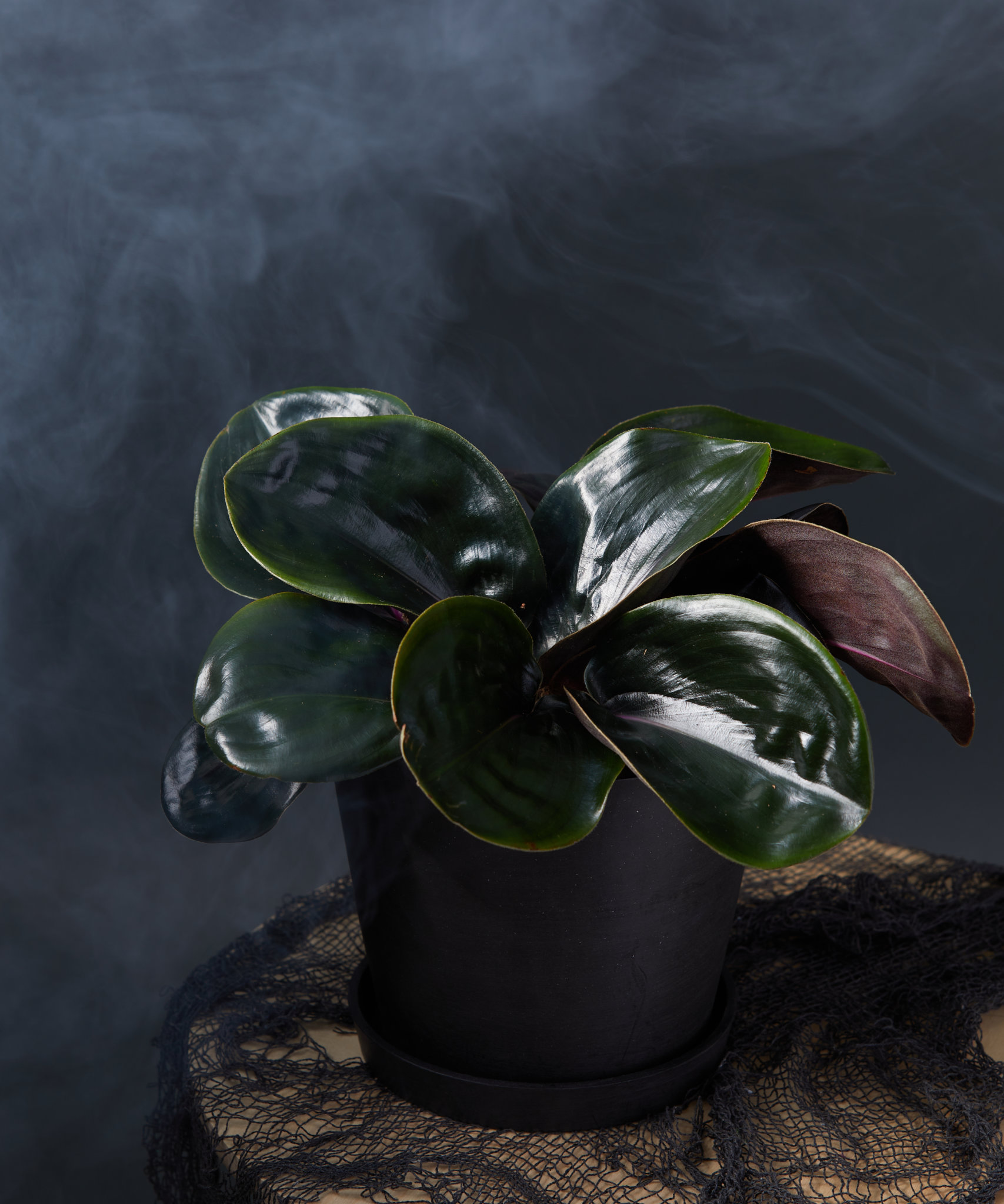 Dorotheanthus Mezoo Care Guide | Bloomscape