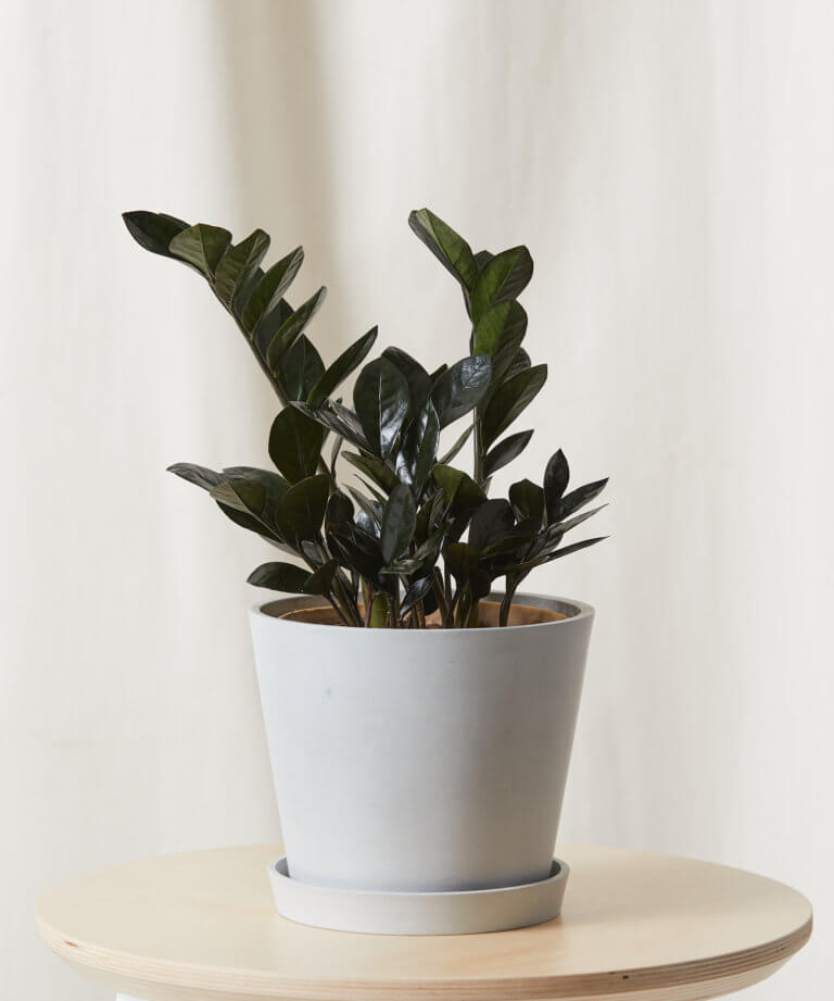 Yucca Cane 101: How to Care for Yucca Canes | Bloomscape