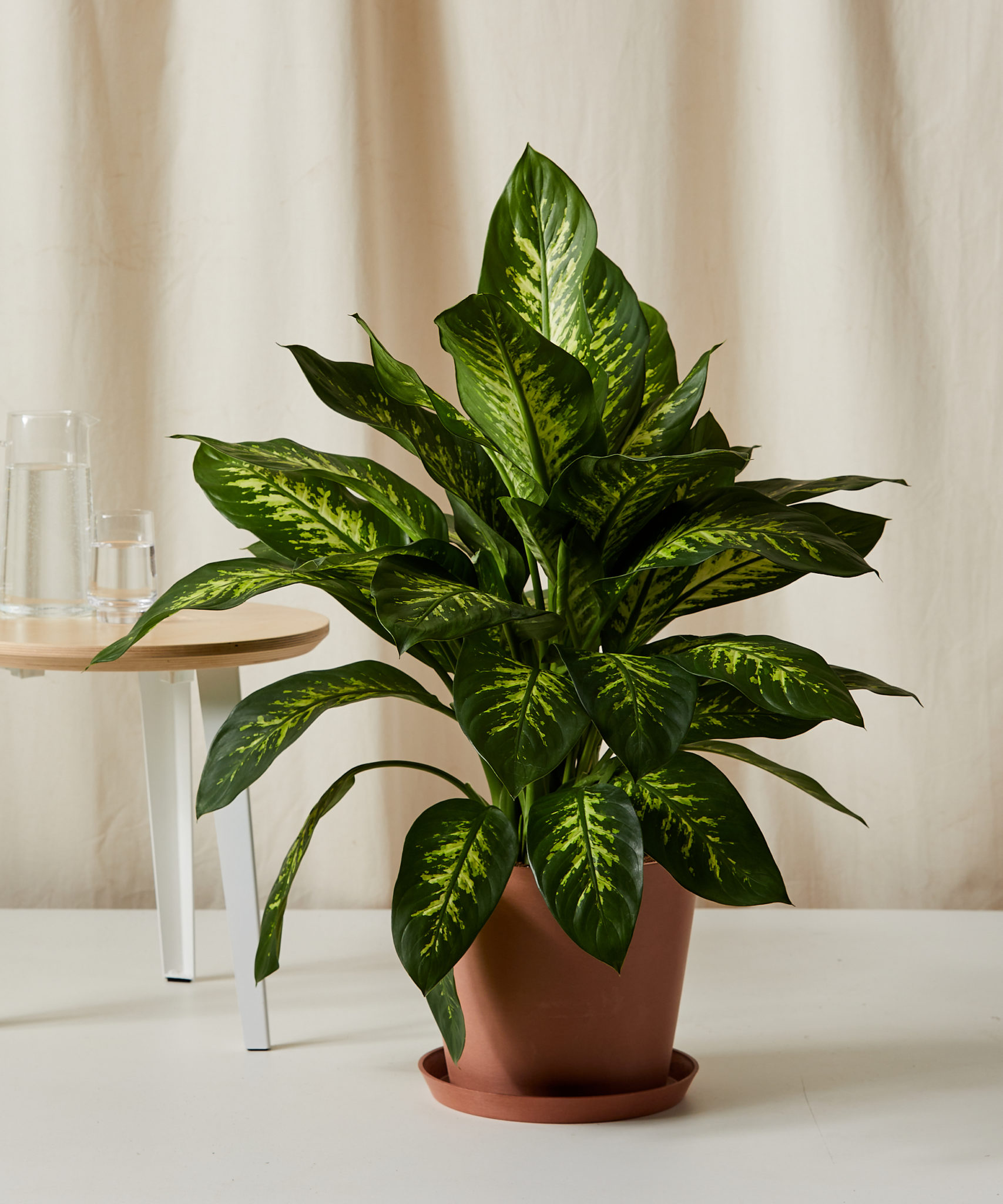 GIANT Indoor Plants - XL, XXL, Tree-Size | Bloomscape