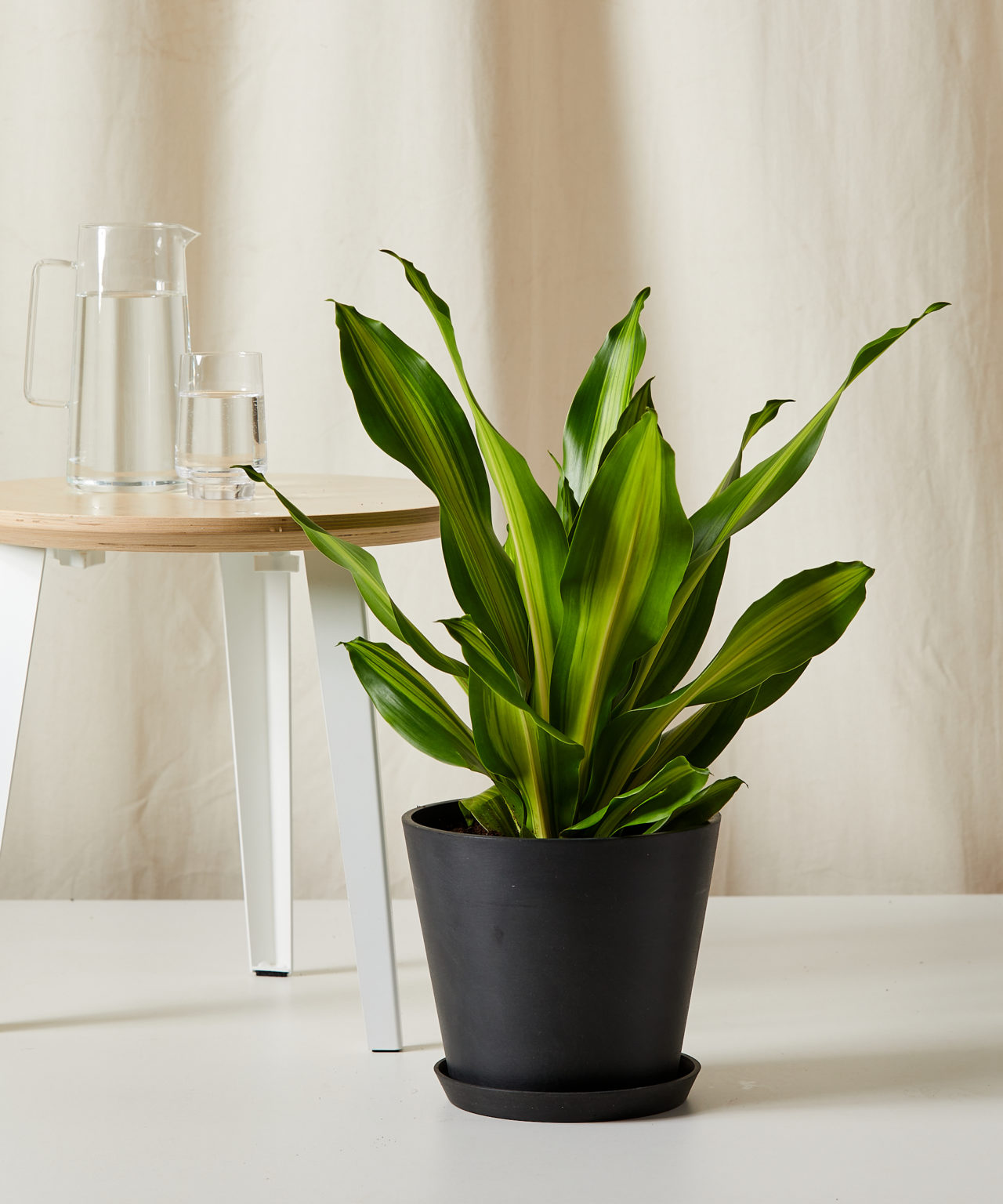 GIANT Indoor Plants - XL, XXL, Tree-Size | Bloomscape