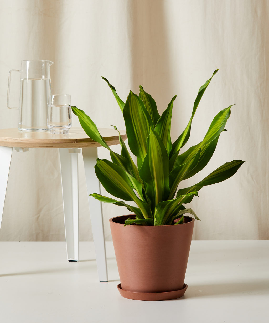 GIANT Indoor Plants - XL, XXL, Tree-Size | Bloomscape
