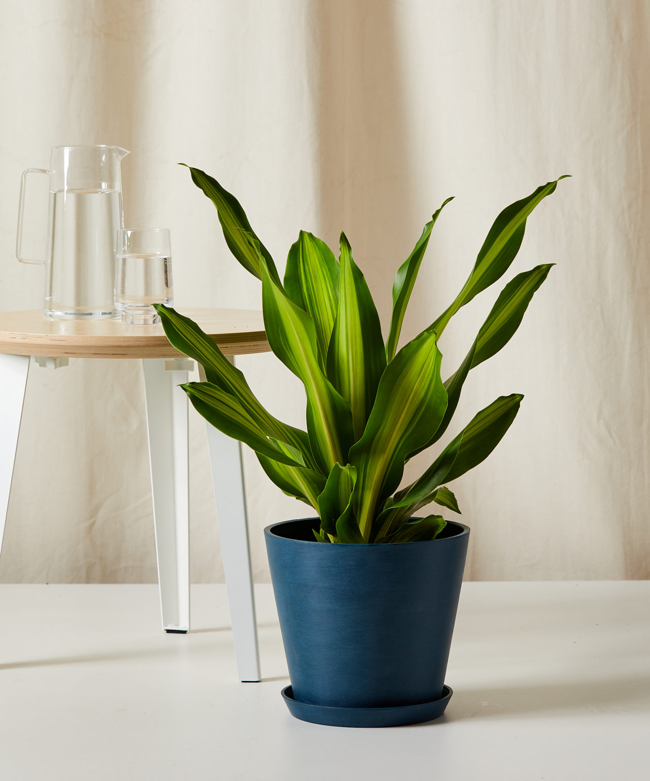 GIANT Indoor Plants - XL, XXL, Tree-Size | Bloomscape