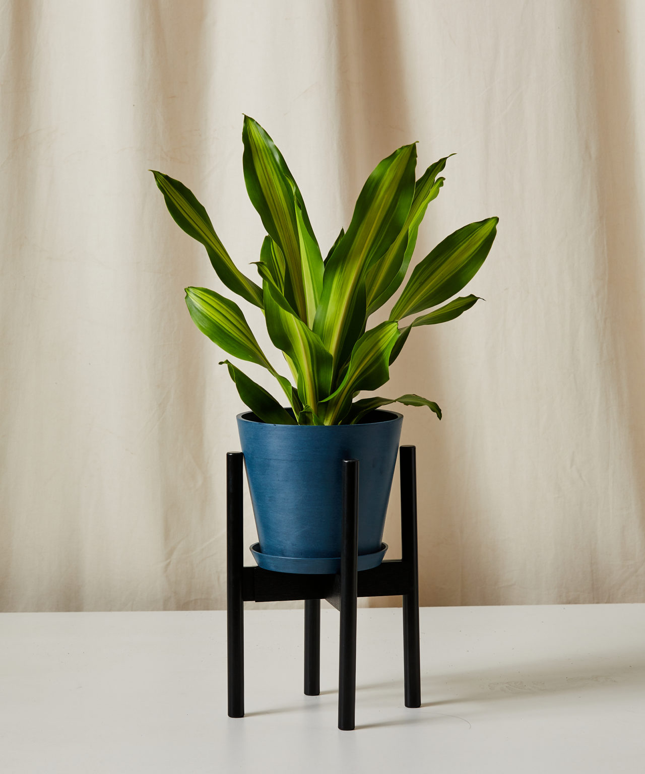 Buy Potted Dracaena Golden Heart Indoor Plant | Bloomscape