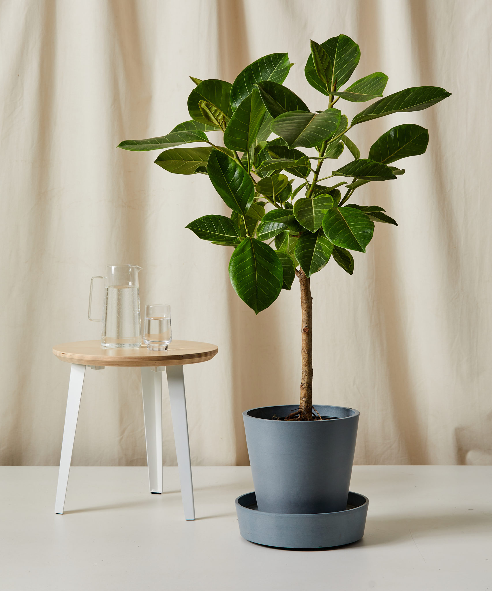 Buy Potted Ficus Altissima Indoor Plant | Bloomscape