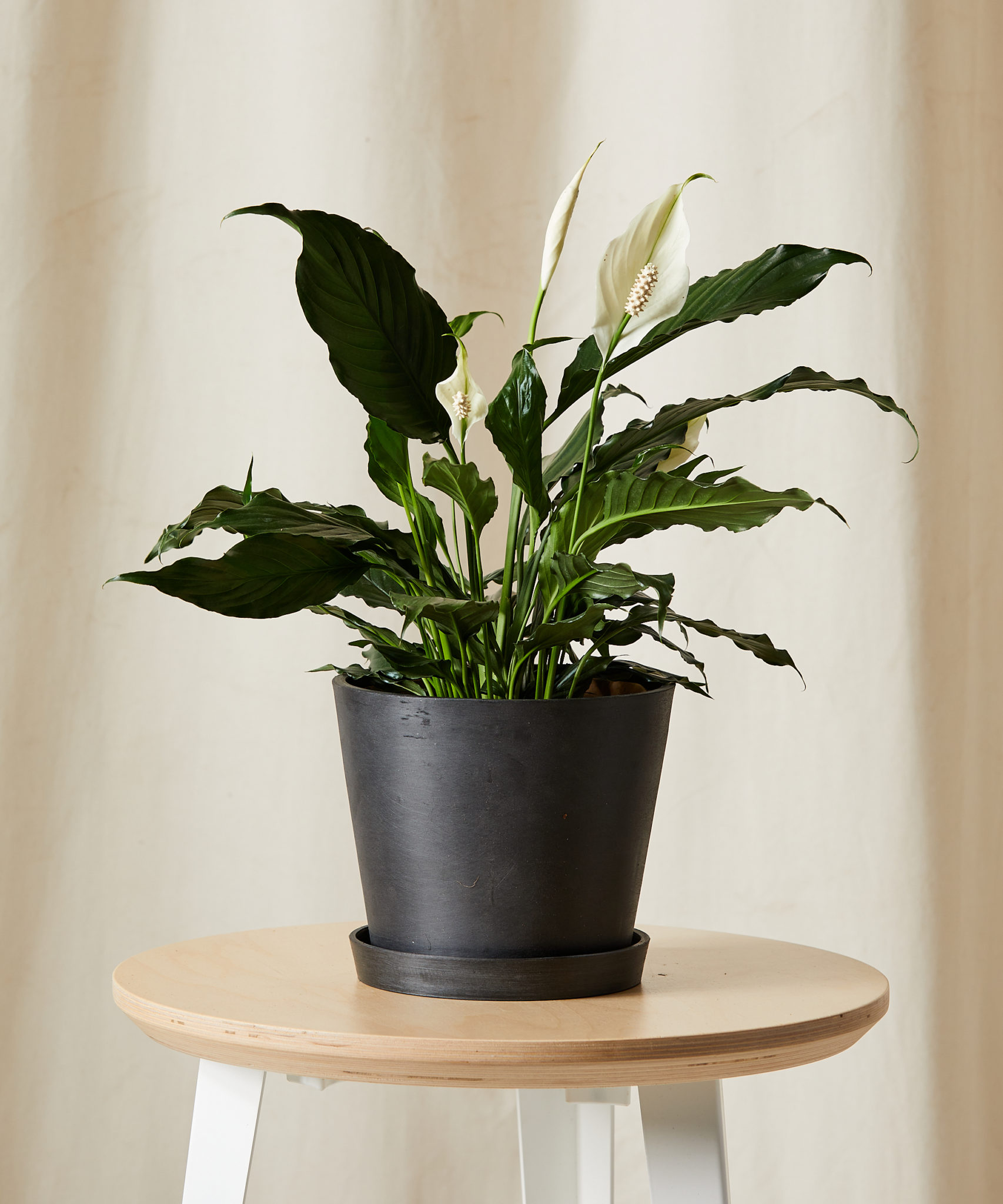 Potted Plants and Plant Gifts Delivered to Their Door | Bloomscape