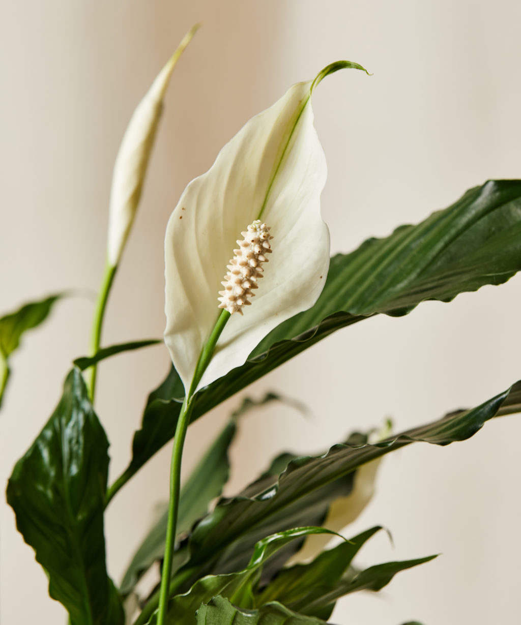 Buy Potted Peace Lily Indoor Plant | Bloomscape