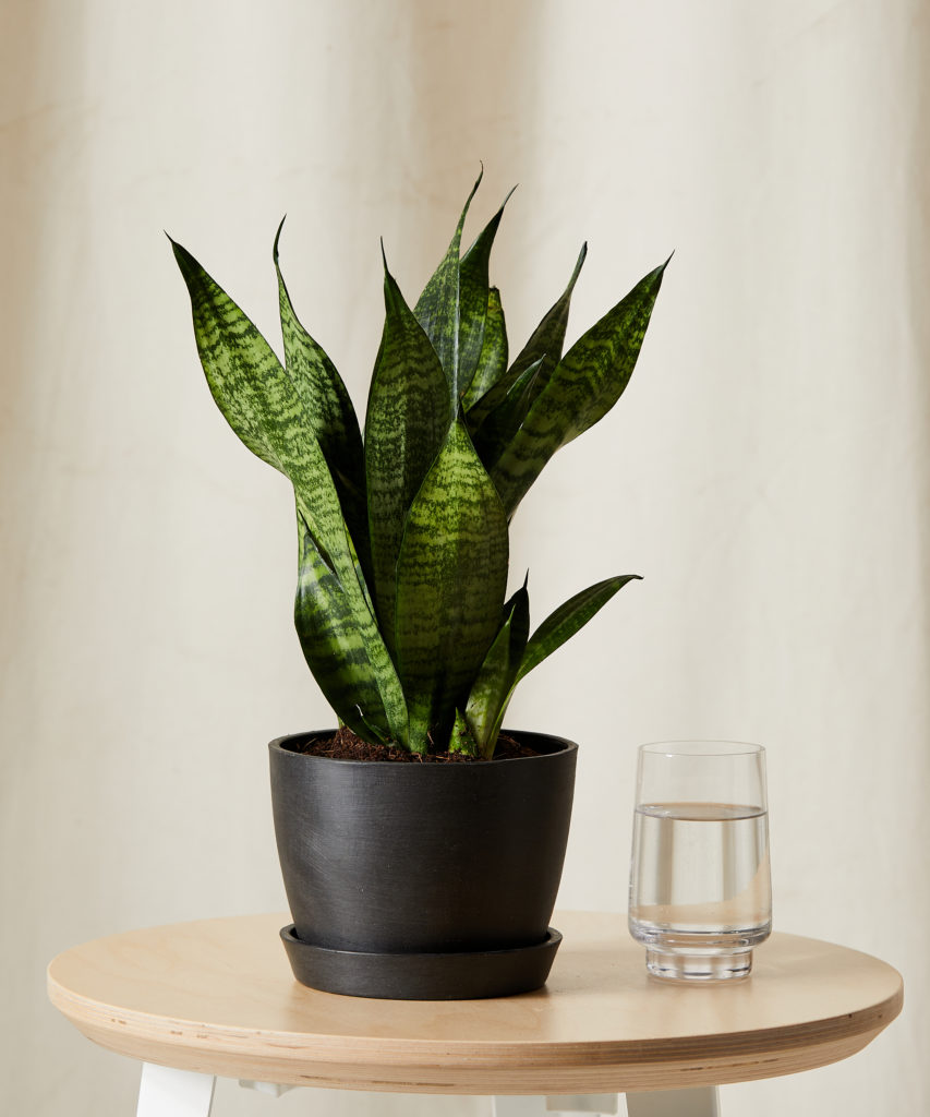Buy Potted Small Sansevieria Indoor Plant | Bloomscape
