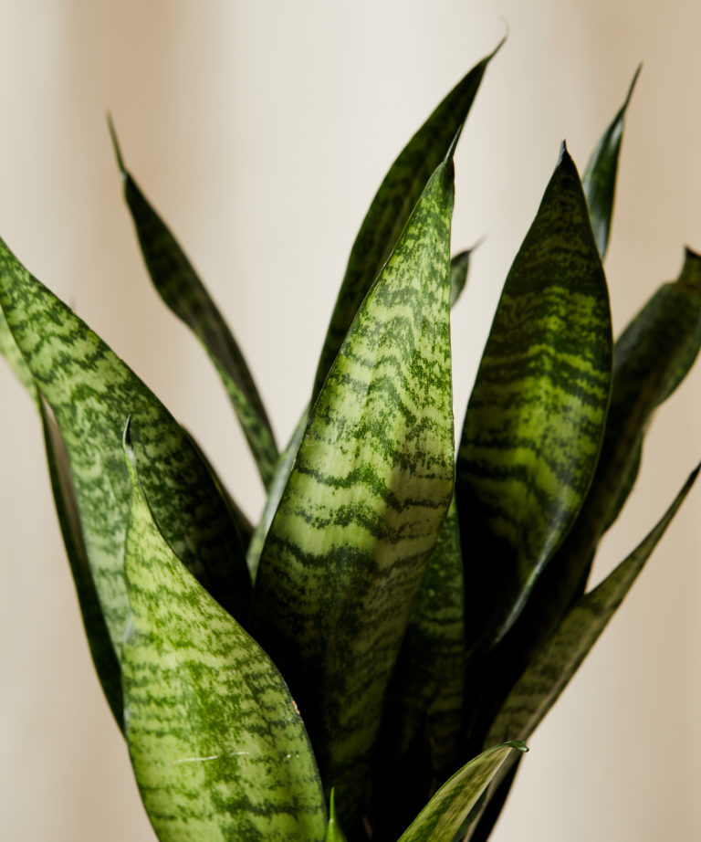 Buy Potted Small Sansevieria Indoor Plant | Bloomscape