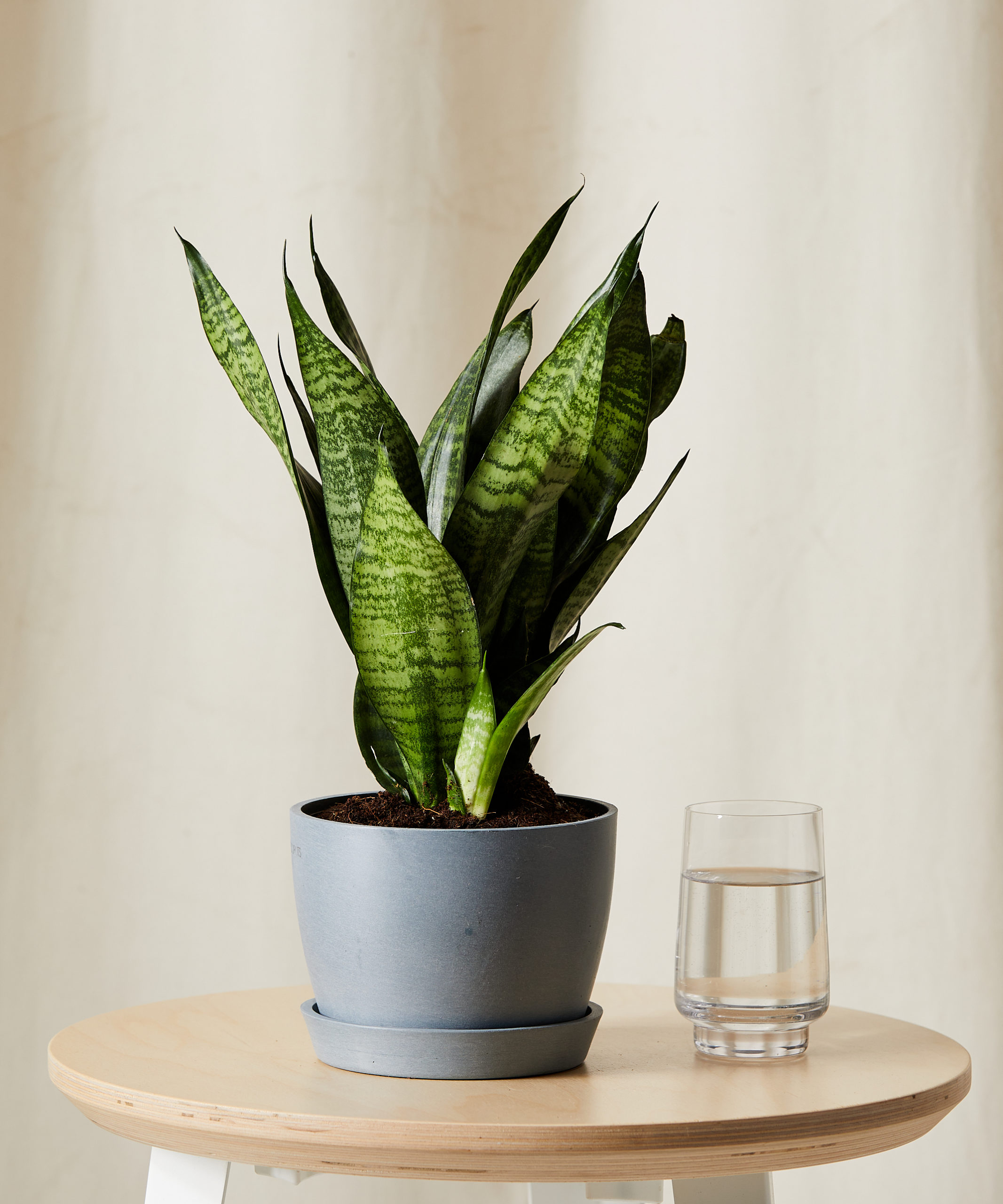 Buy Potted Small Sansevieria Indoor Plant | Bloomscape