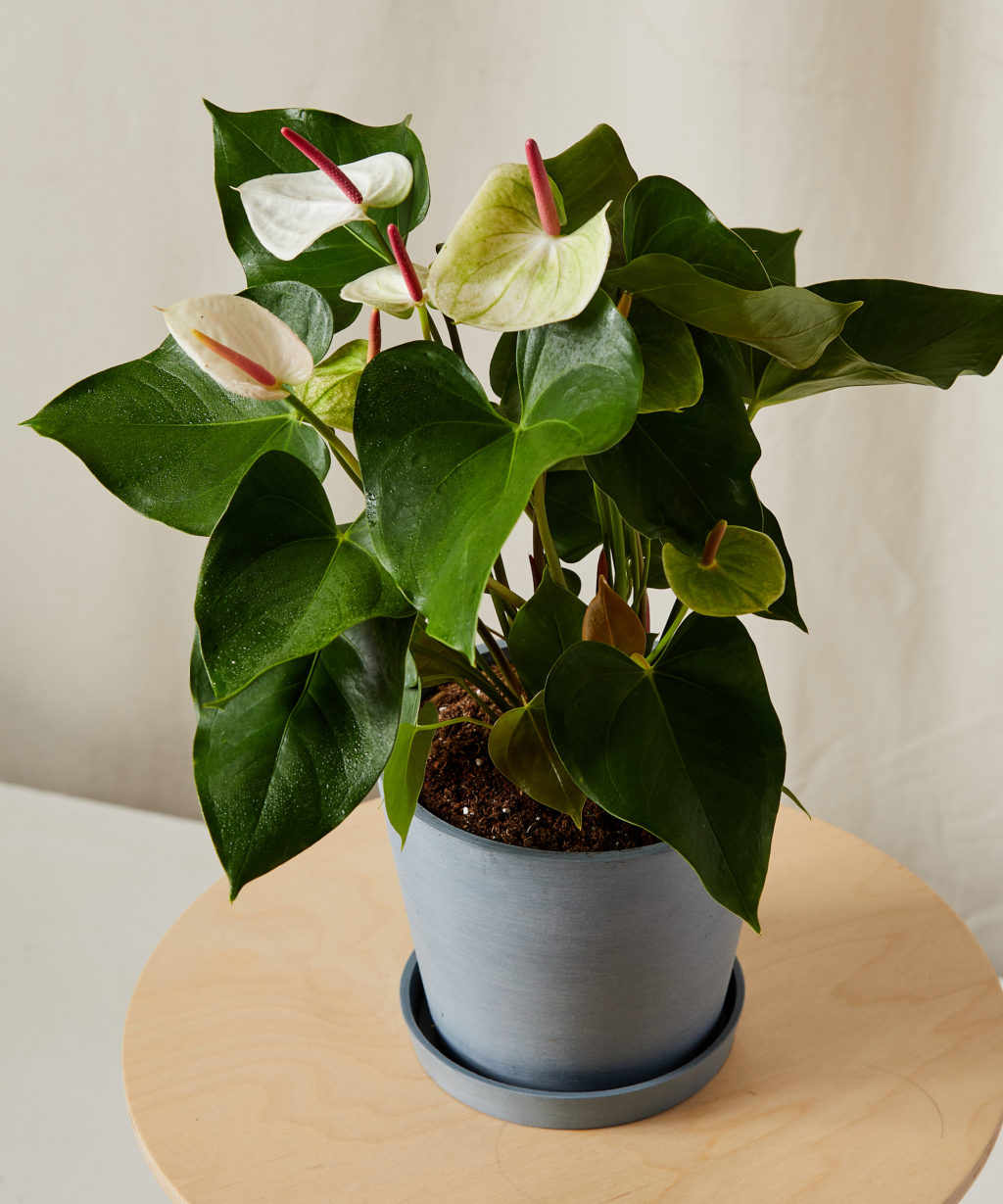 Dorotheanthus Mezoo Care Guide | Bloomscape
