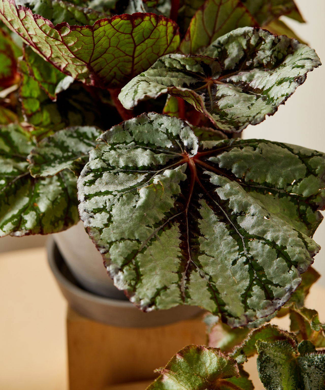 Buy Potted Begonia Collection — Indoor Plant Trio | Bloomscape