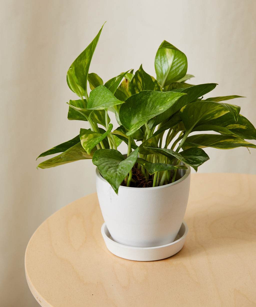 Buy Potted XS Golden Pothos Indoor Plant | Bloomscape