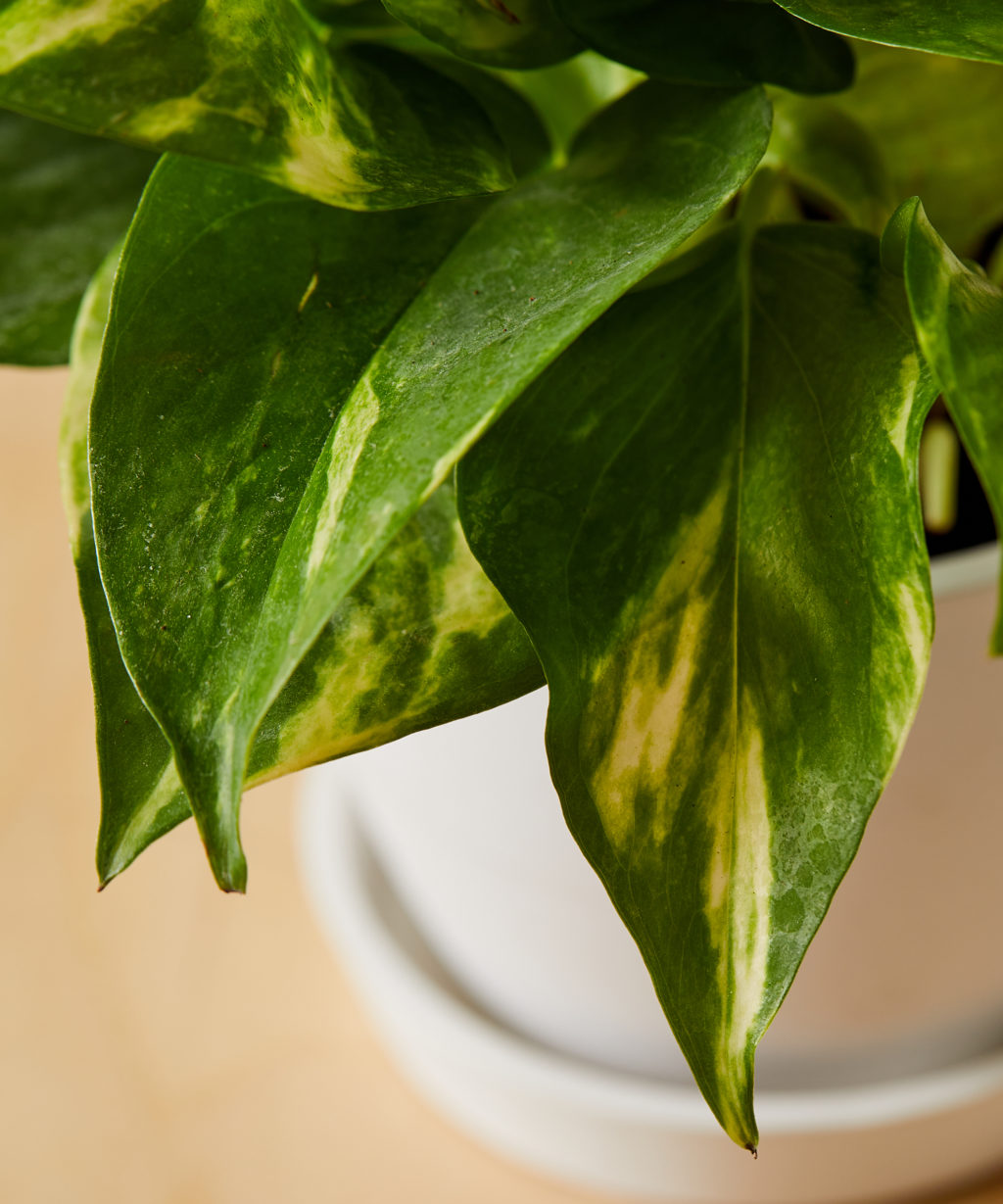 Buy Potted XS Golden Pothos Indoor Plant | Bloomscape