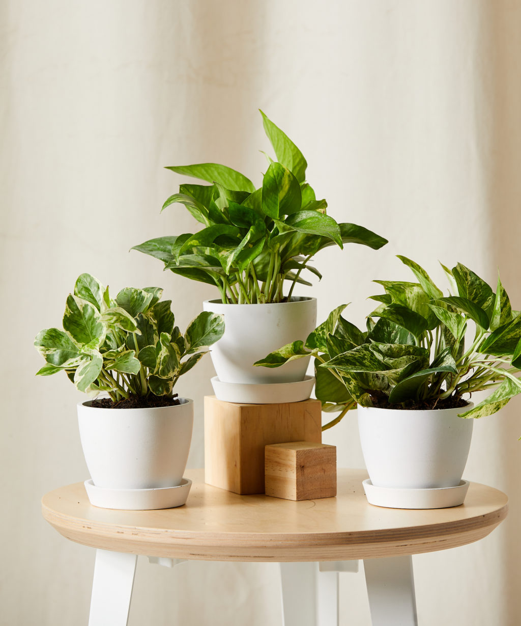 Pothos 101: How to Care for Pothos | Bloomscape