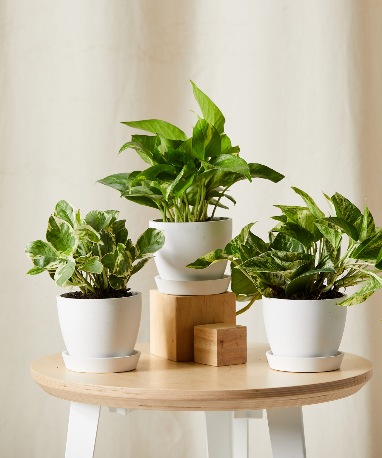 Buy Potted Pothos Collection — Indoor Plant Trio | Bloomscape
