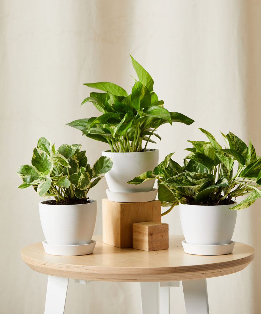 Pothos 101: How to Care for Pothos | Bloomscape