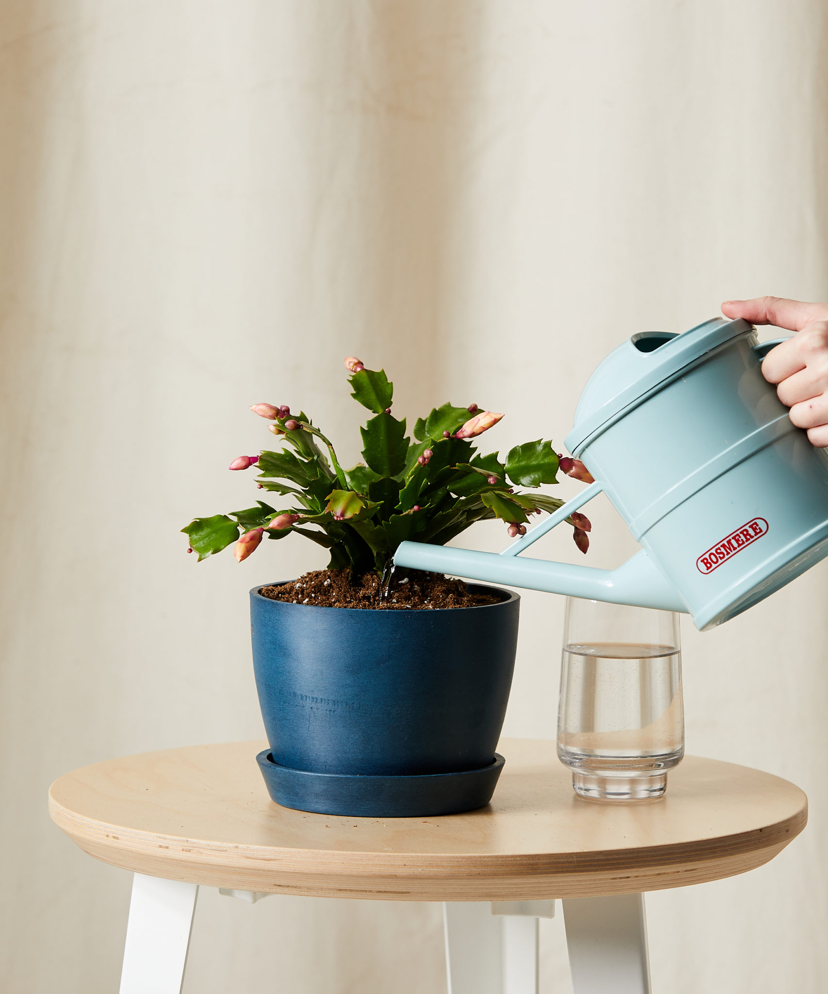 Buy Potted Zygo Cactus Indoor Plant | Bloomscape