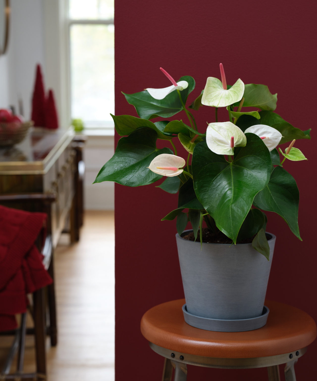 Buy Potted White Anthurium Indoor Plant | Bloomscape