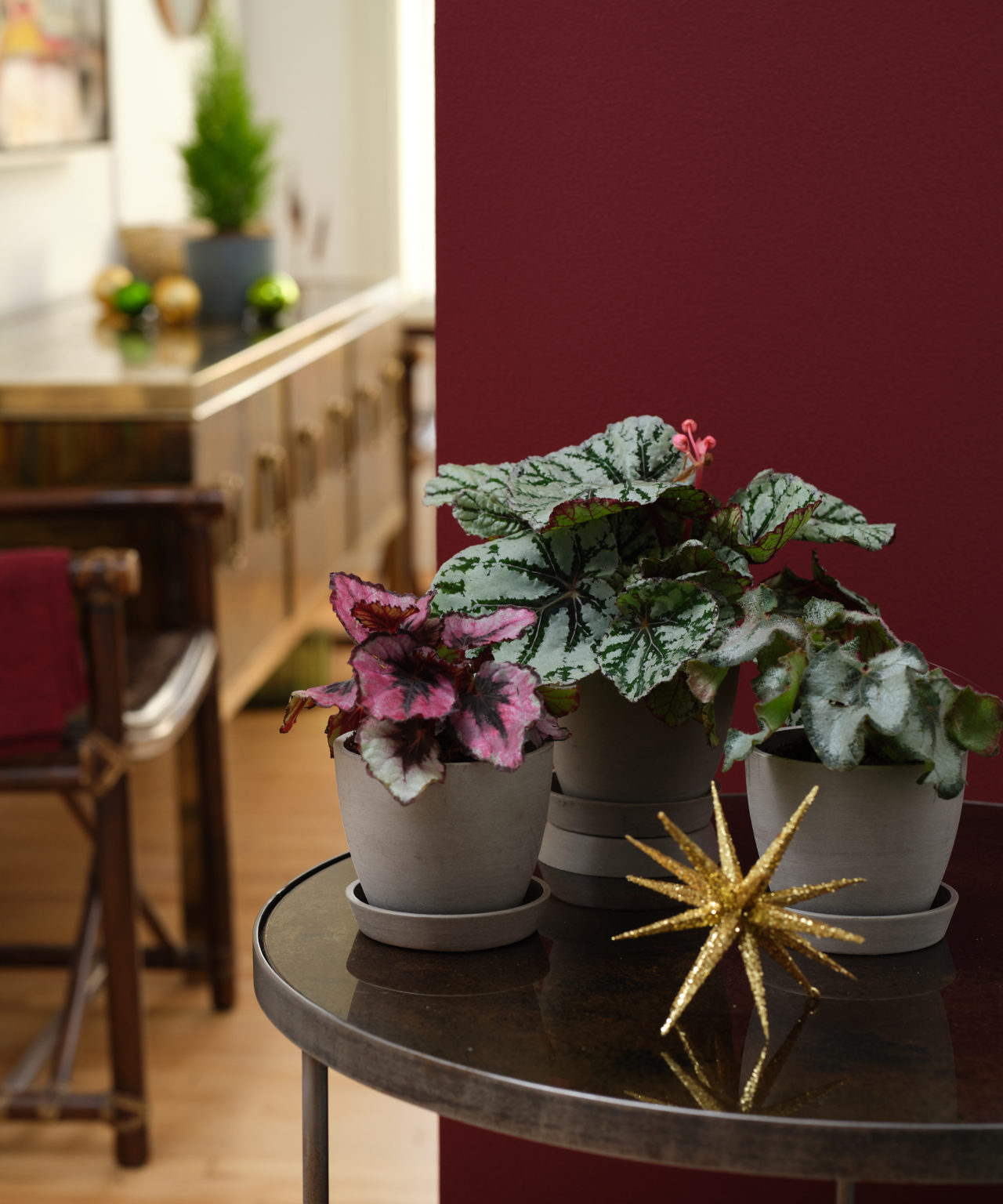 Bloomscape | Home Ready Plants Delivered to Your Door