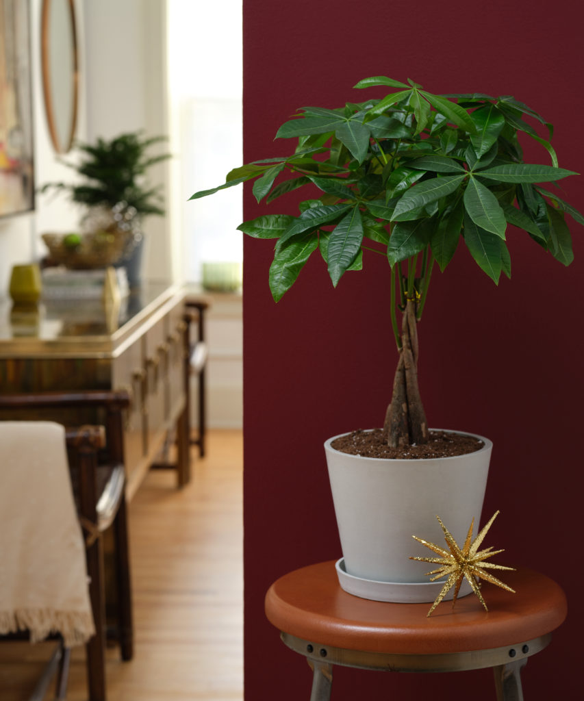 Money Tree 101: How to Care for Money Trees | Bloomscape