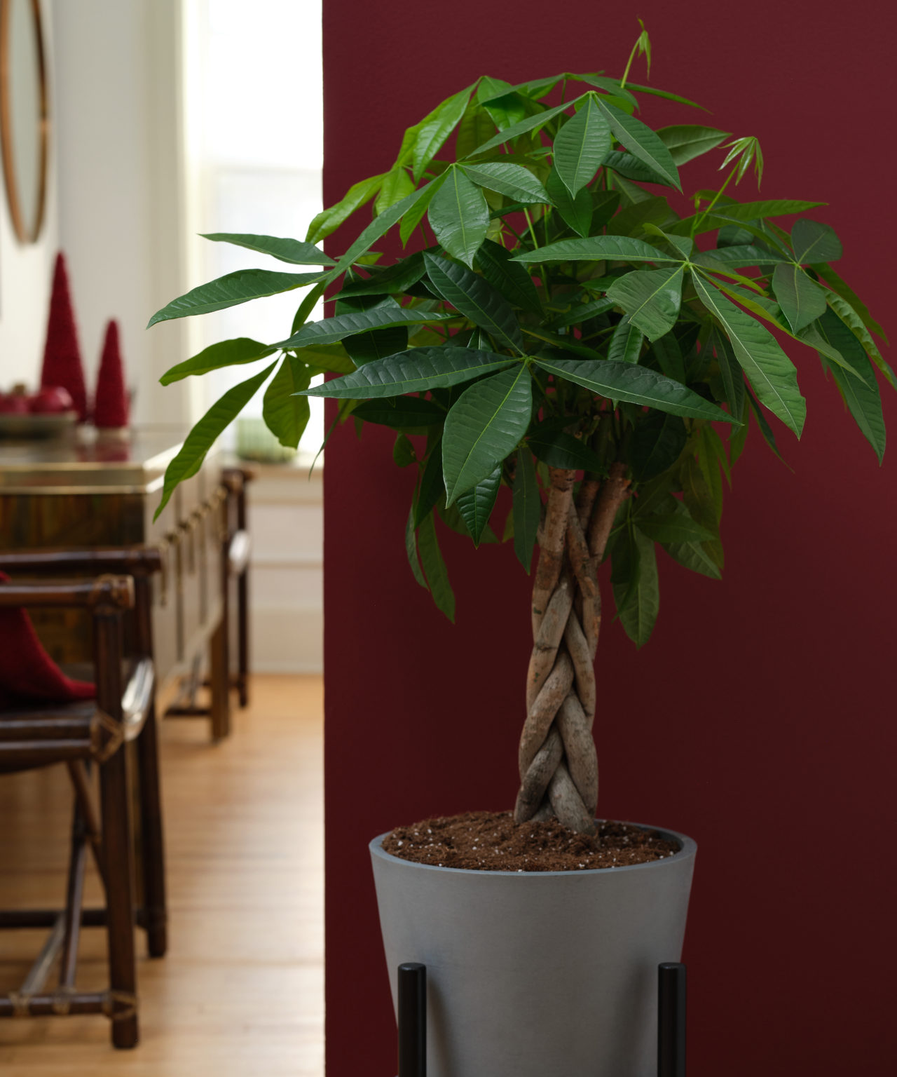 The Money Tree Plant: Symbolism and Benefits | Bloomscape