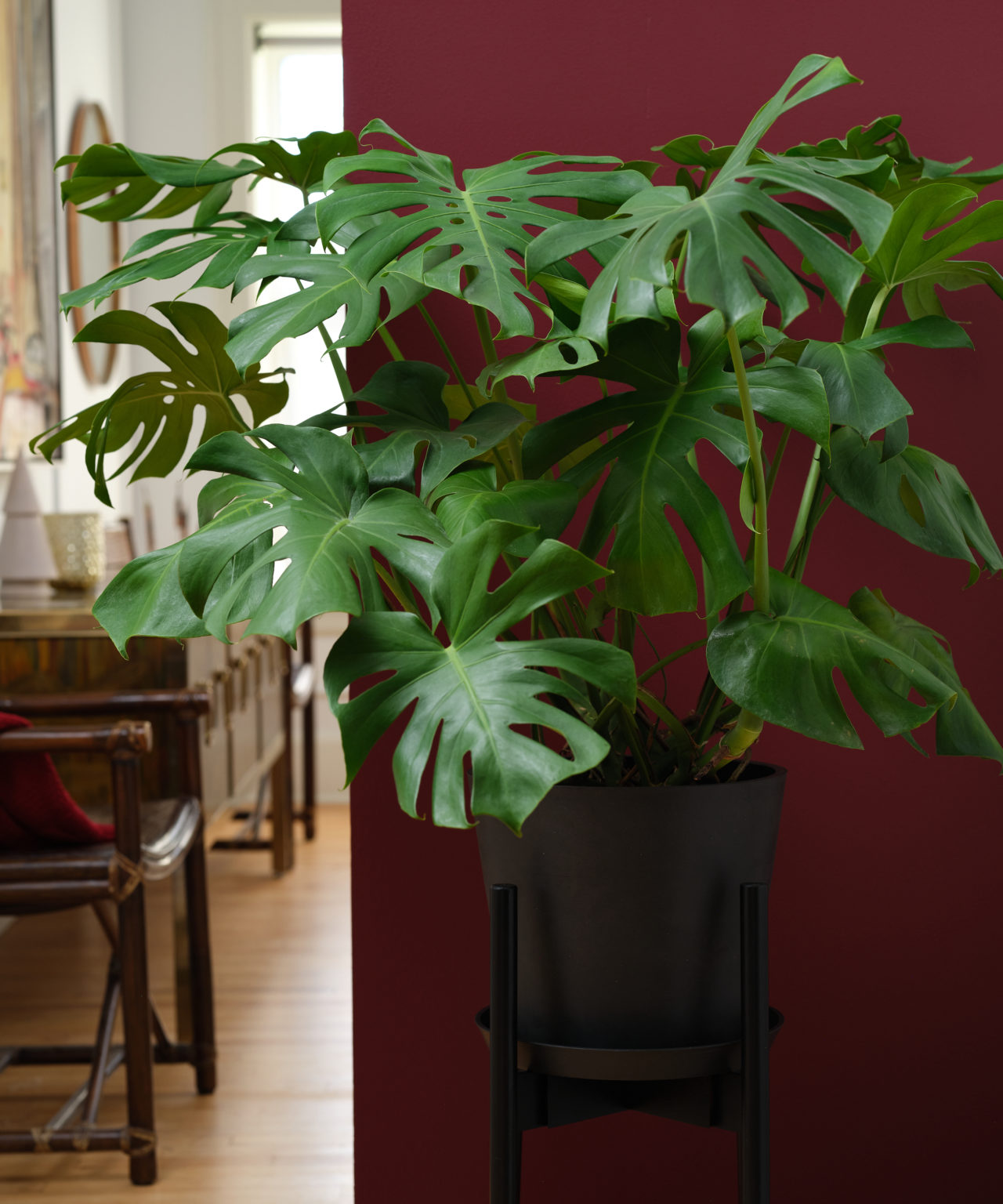 Buy Potted Monstera Indoor Plant | Bloomscape