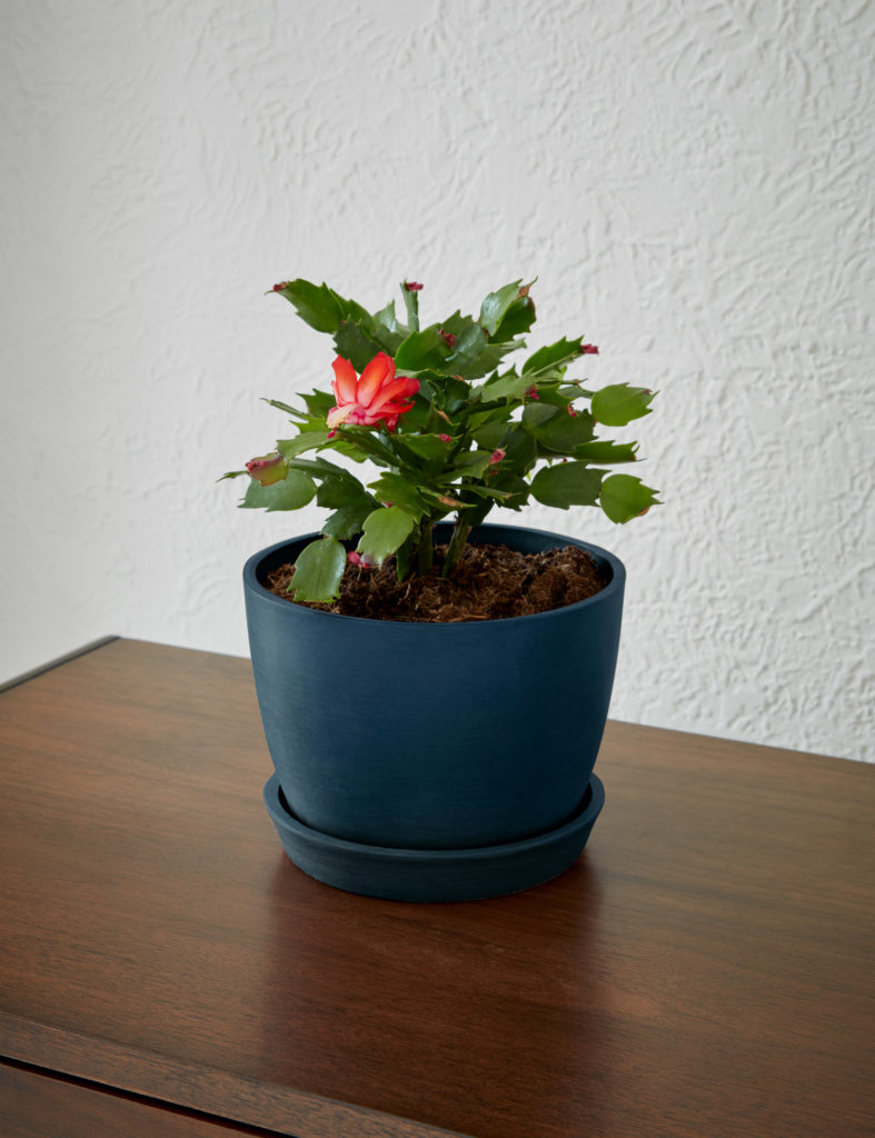 Buy Potted Zygo Cactus Indoor Plant | Bloomscape