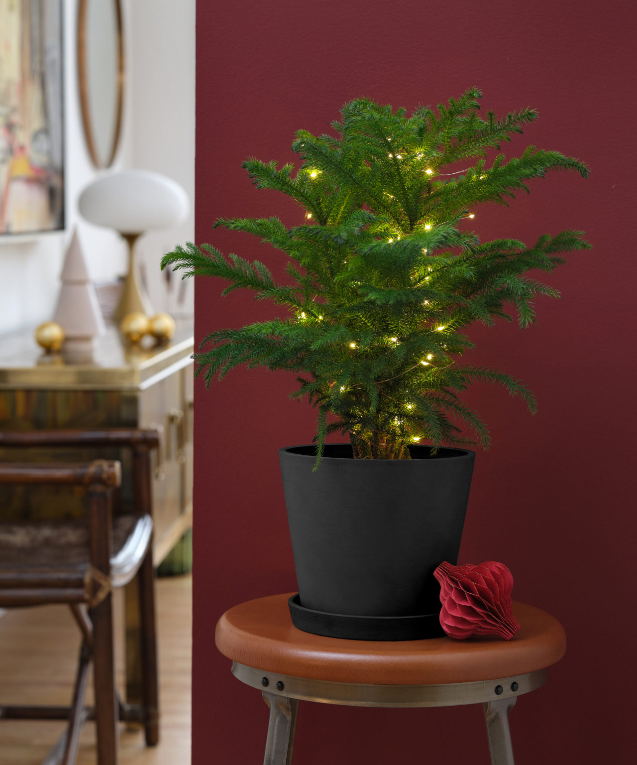 Buy Potted Tabletop Norfolk Pine Indoor Plant | Bloomscape