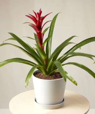 Aralia 101: How to Care for Aralias | Bloomscape