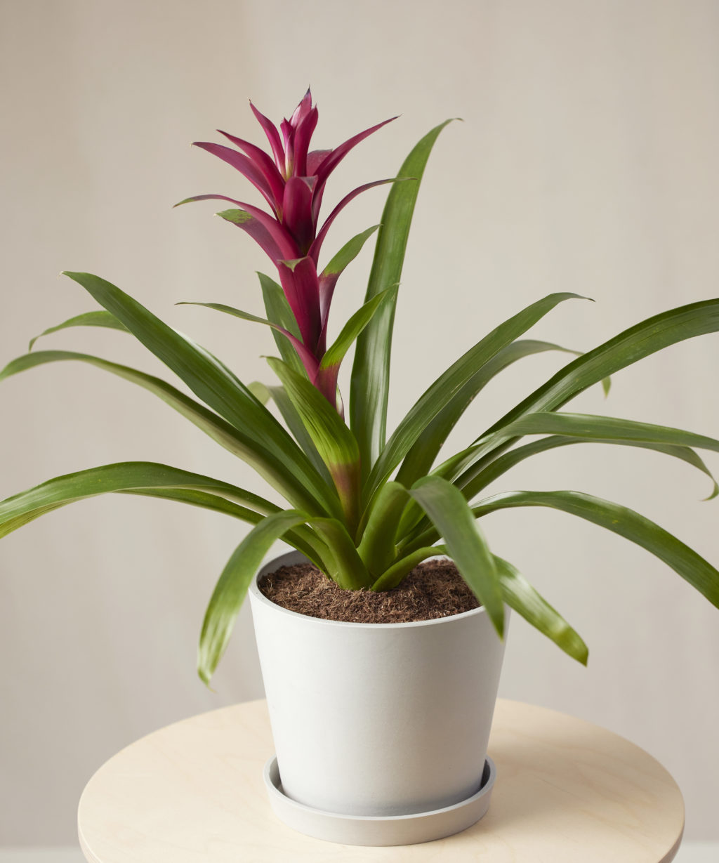 Shop Indoor Plants, Outdoor Plants, Plant Care Supplies | Bloomscape
