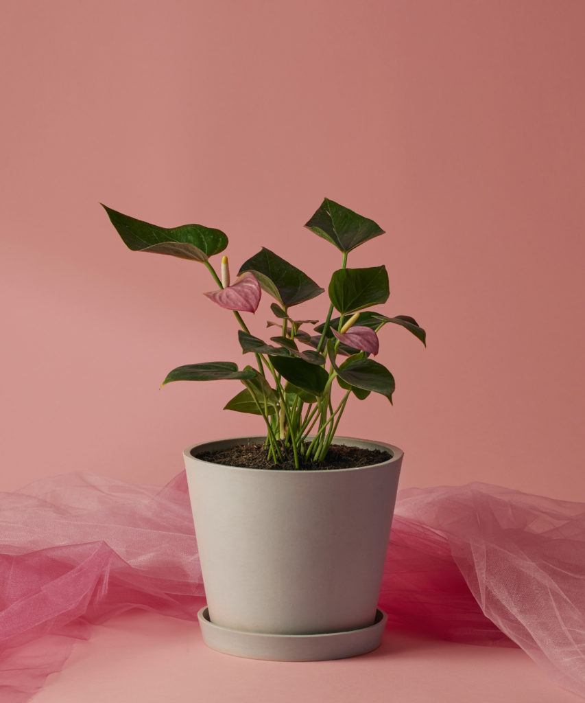 Gift Guide: The Best Plants For Valentine's Day - Bloomscape