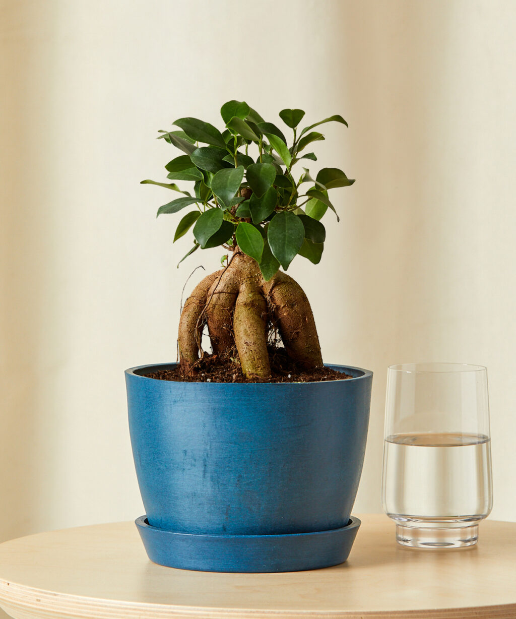 Buy Potted Ficus Ginseng Indoor Plant | Bloomscape