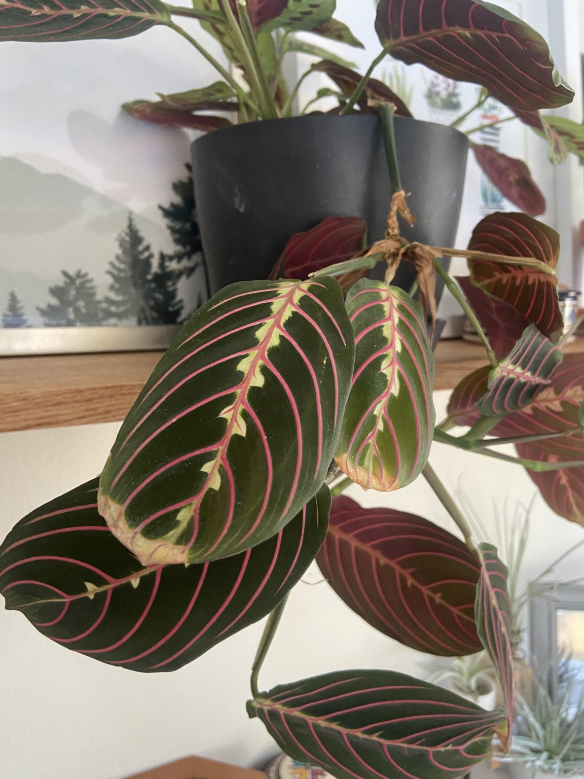 Grow-How® Tip: Why Does My Plant Have Brown Crispy Leaves? - Bloomscape