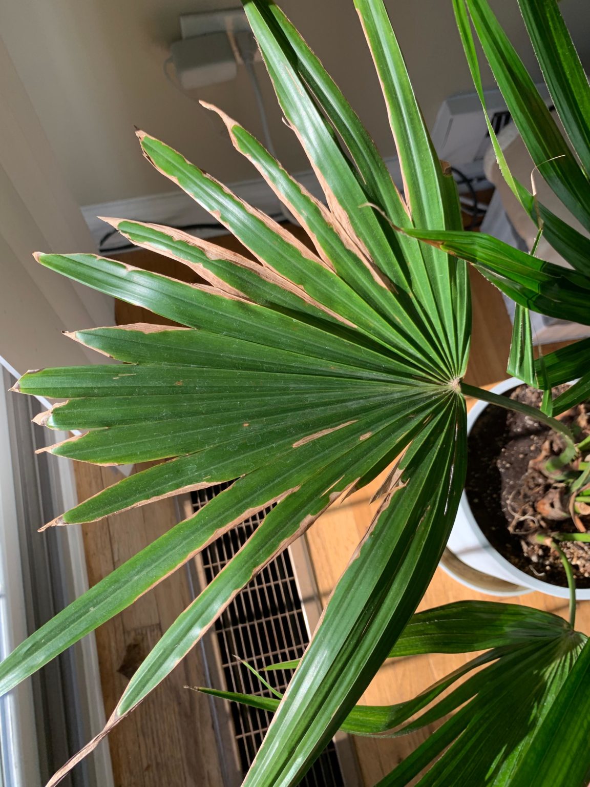 Grow-How® Tip: Why Does My Plant Have Brown Crispy Leaves? - Bloomscape