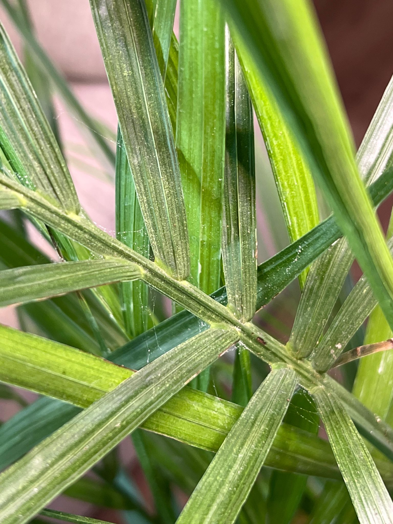 Grow-How® Tip: How To Spot and Treat Spider Mites - Bloomscape